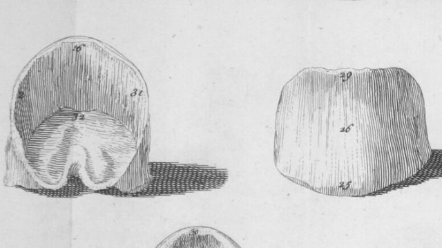 Bridges, Jeremiah, 'No Foot, No Horse: An Essay on the Anatomy of the ...