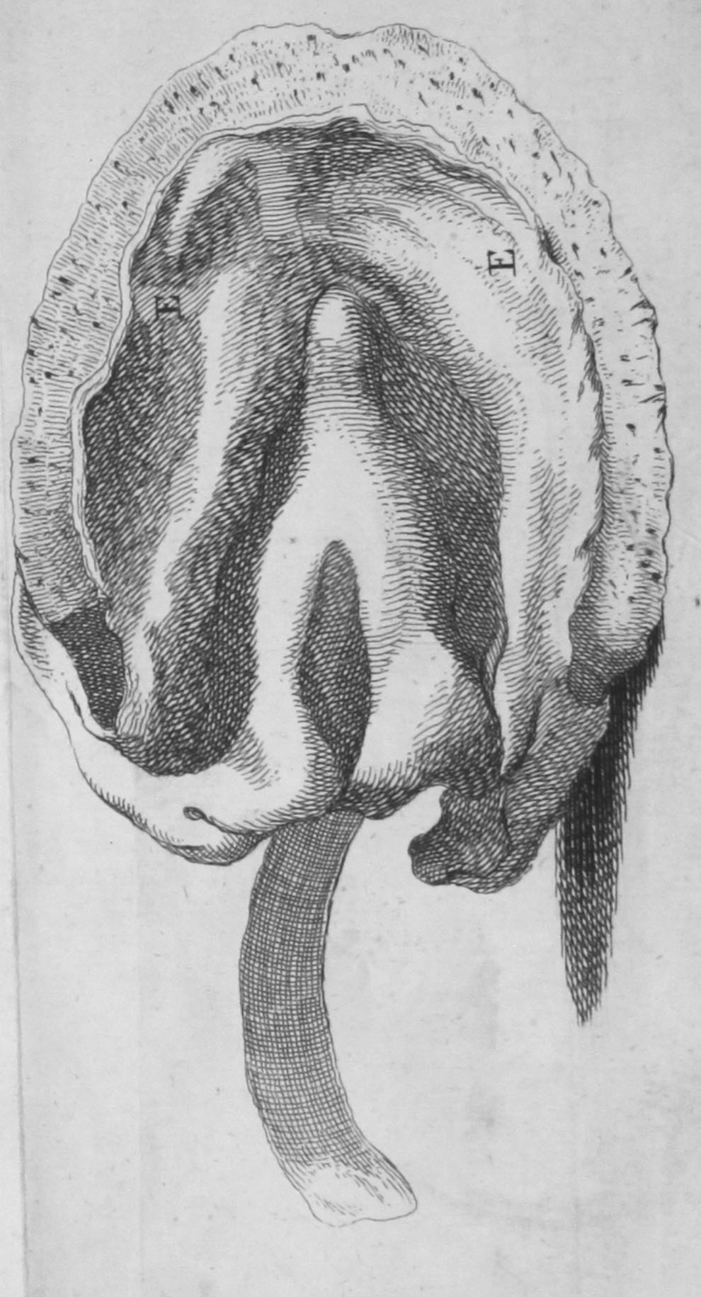 Bridges, Jeremiah, 'No Foot, No Horse: An Essay on the Anatomy of the ...