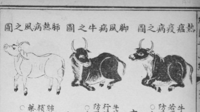 Unknown, [Chinese Manual of Veterinary Practice], [1913] - RCVS Vet History