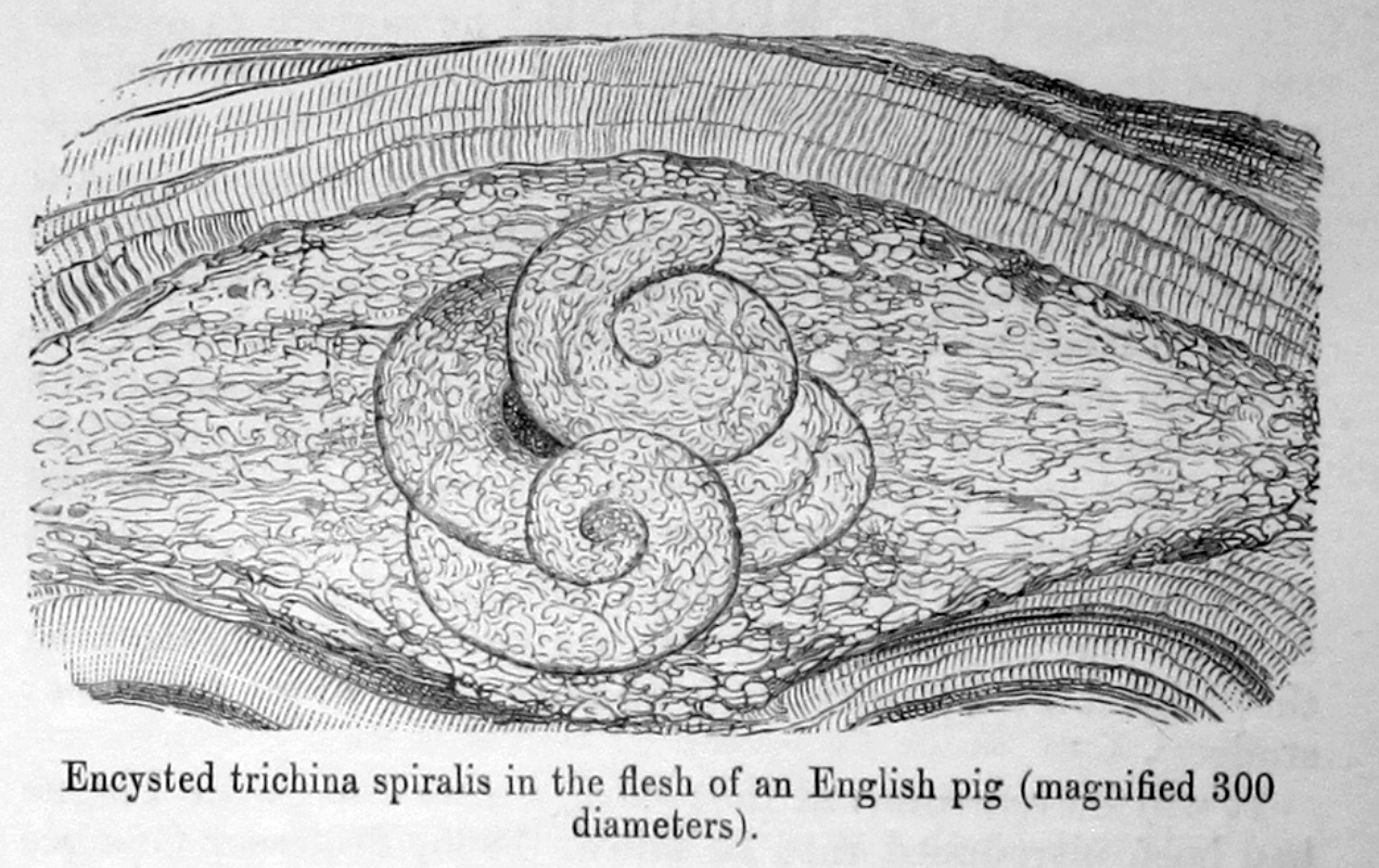 ‘The Veterinarian’ Vol 41 Issue 2 – February 1868 - RCVS Vet History